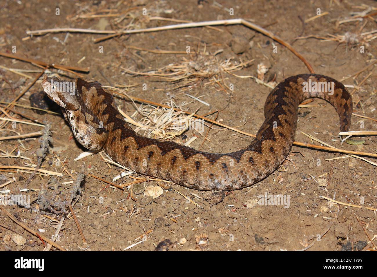 La vipera cornuta, la vipera dal naso lungo, la vipera cornuta dal naso ...