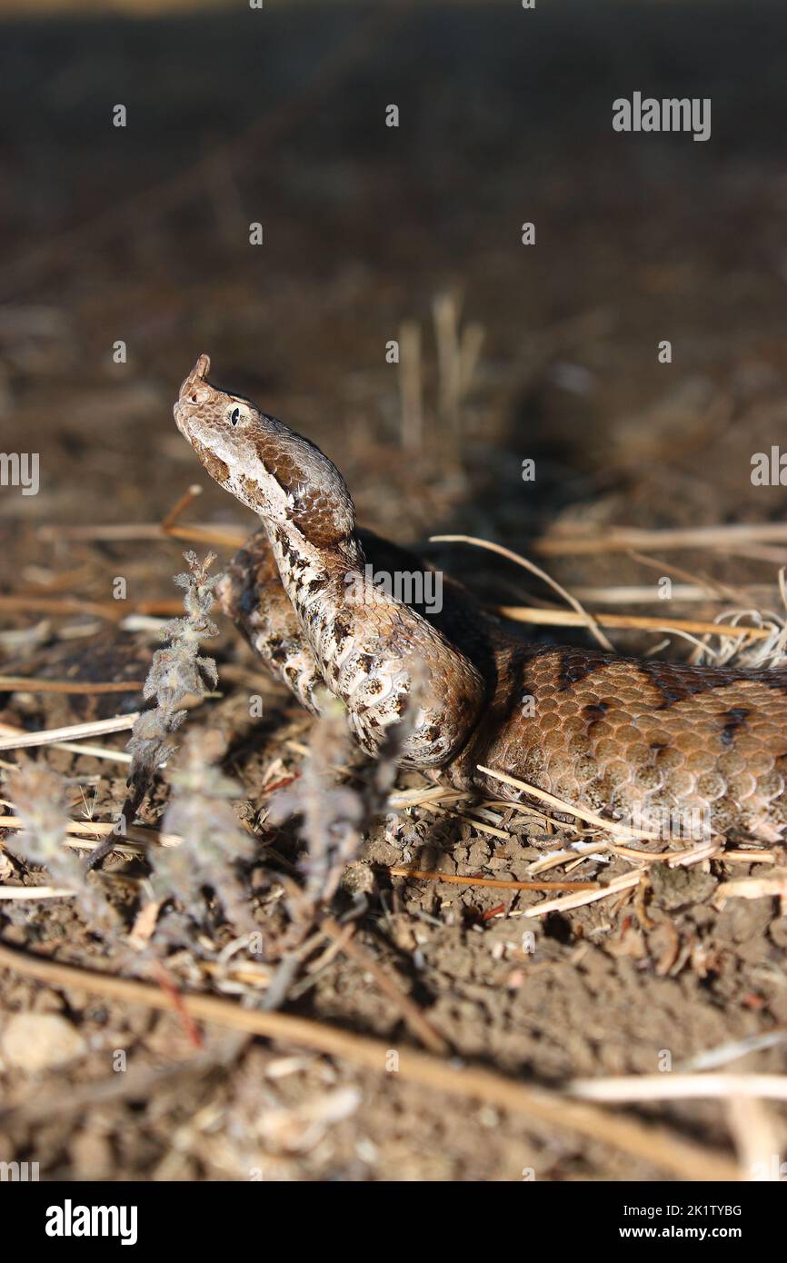 La vipera cornuta, la vipera dal naso lungo, la vipera cornuta dal naso ...