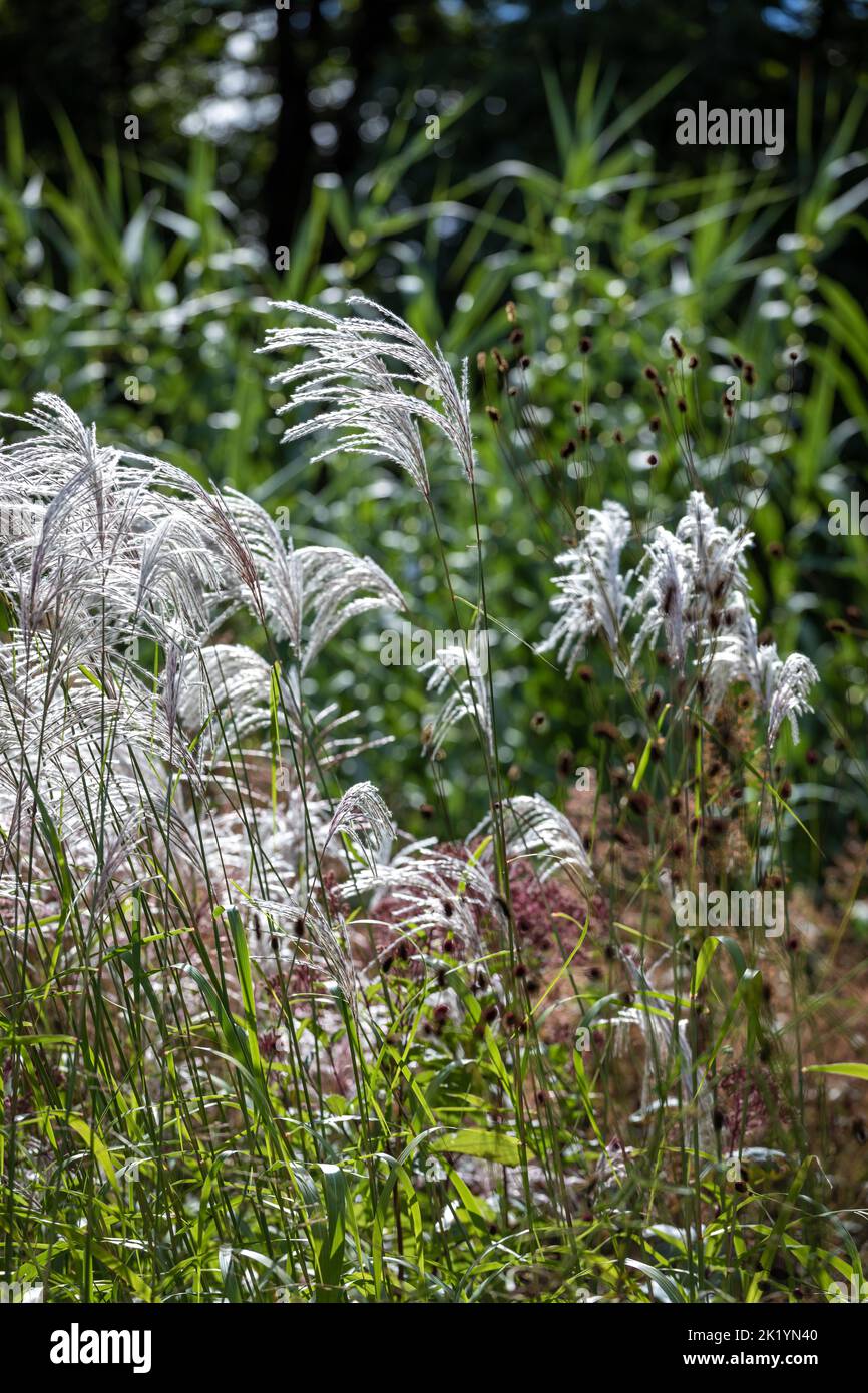 Erba ornamentale Miscanthus sinensis 'Nishidake' - fiori bianco ...