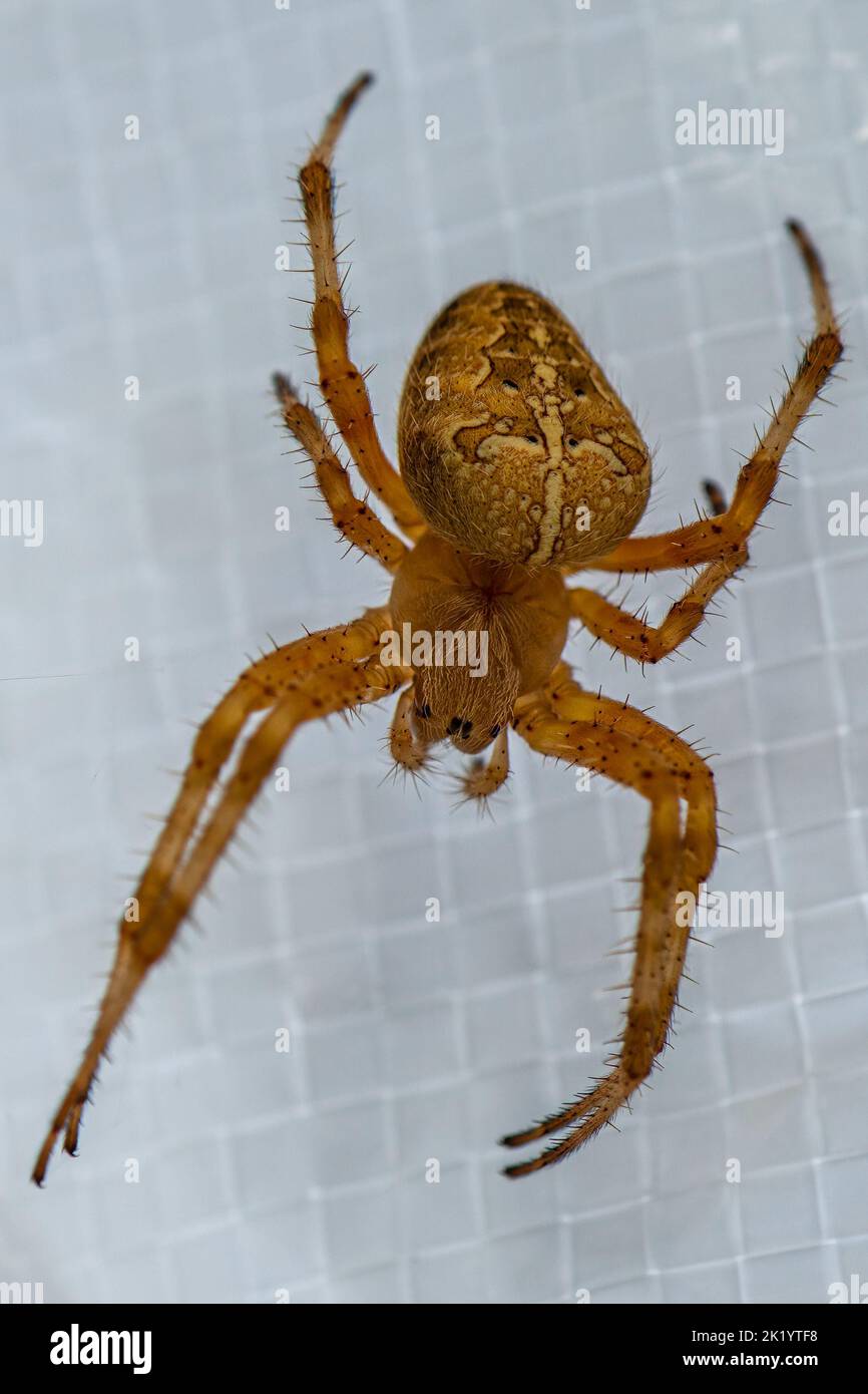 Croce ragno tessitore orb immagini e fotografie stock ad alta ...