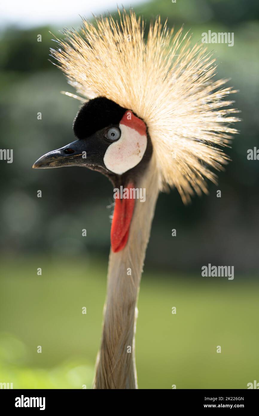 Gru crestata dell'africa orientale immagini e fotografie stock ad alta ...