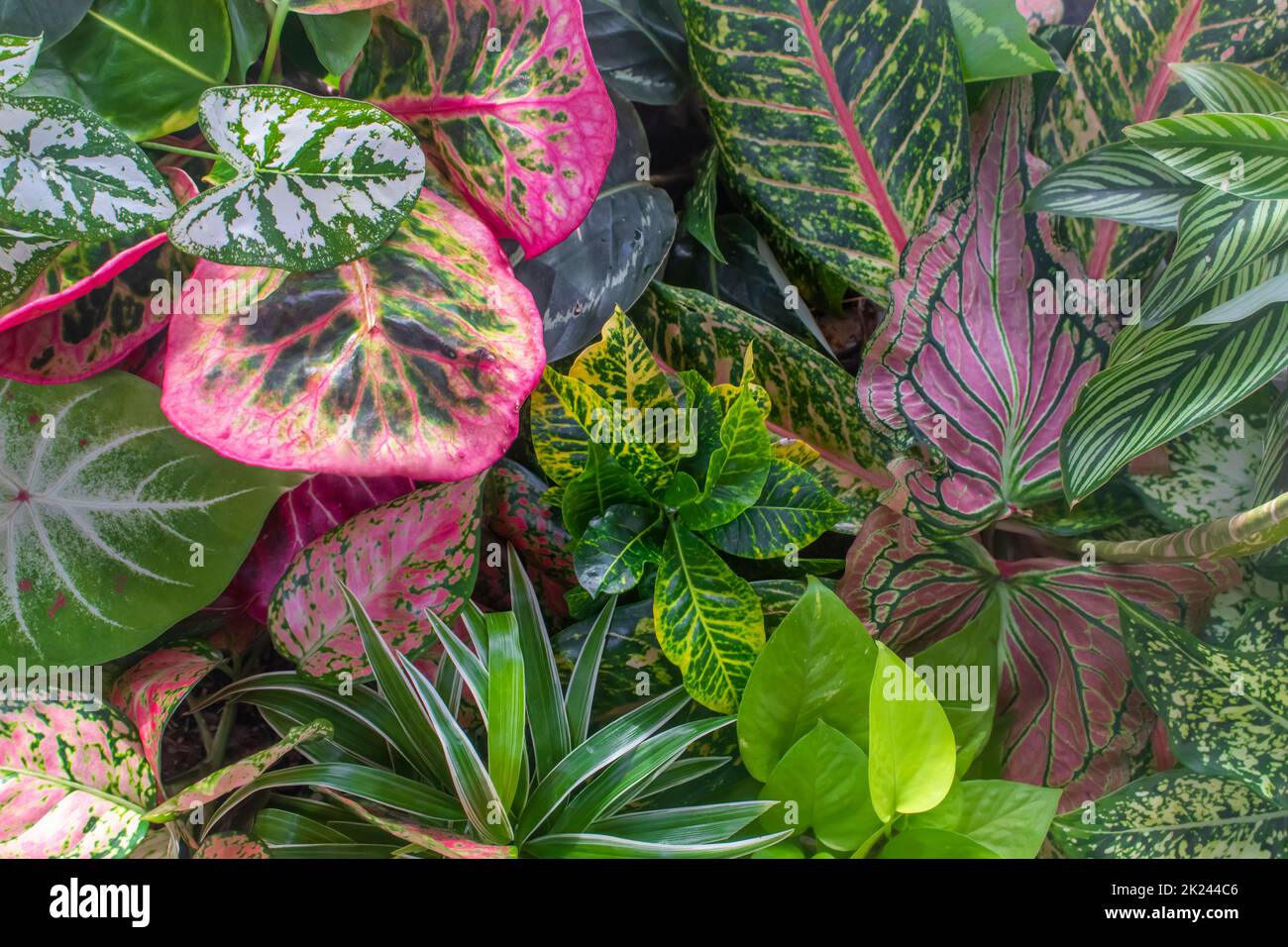 Caladium humboldtii mini bianco immagini e fotografie stock ad alta ...