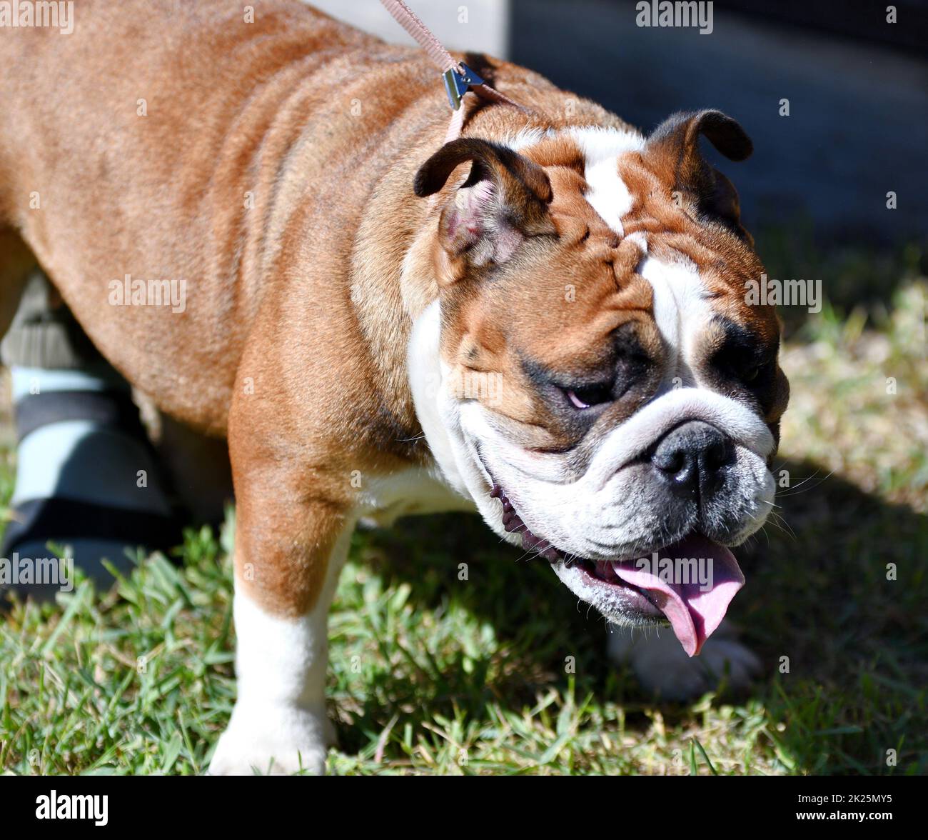 Bulldog americano di razza immagini e fotografie stock ad alta ...