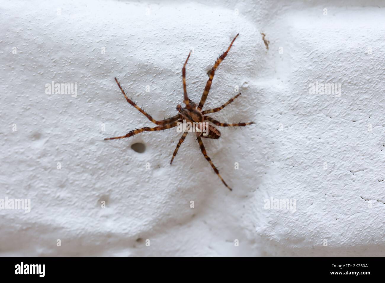 Ragno a croce fessurata immagini e fotografie stock ad alta risoluzione ...