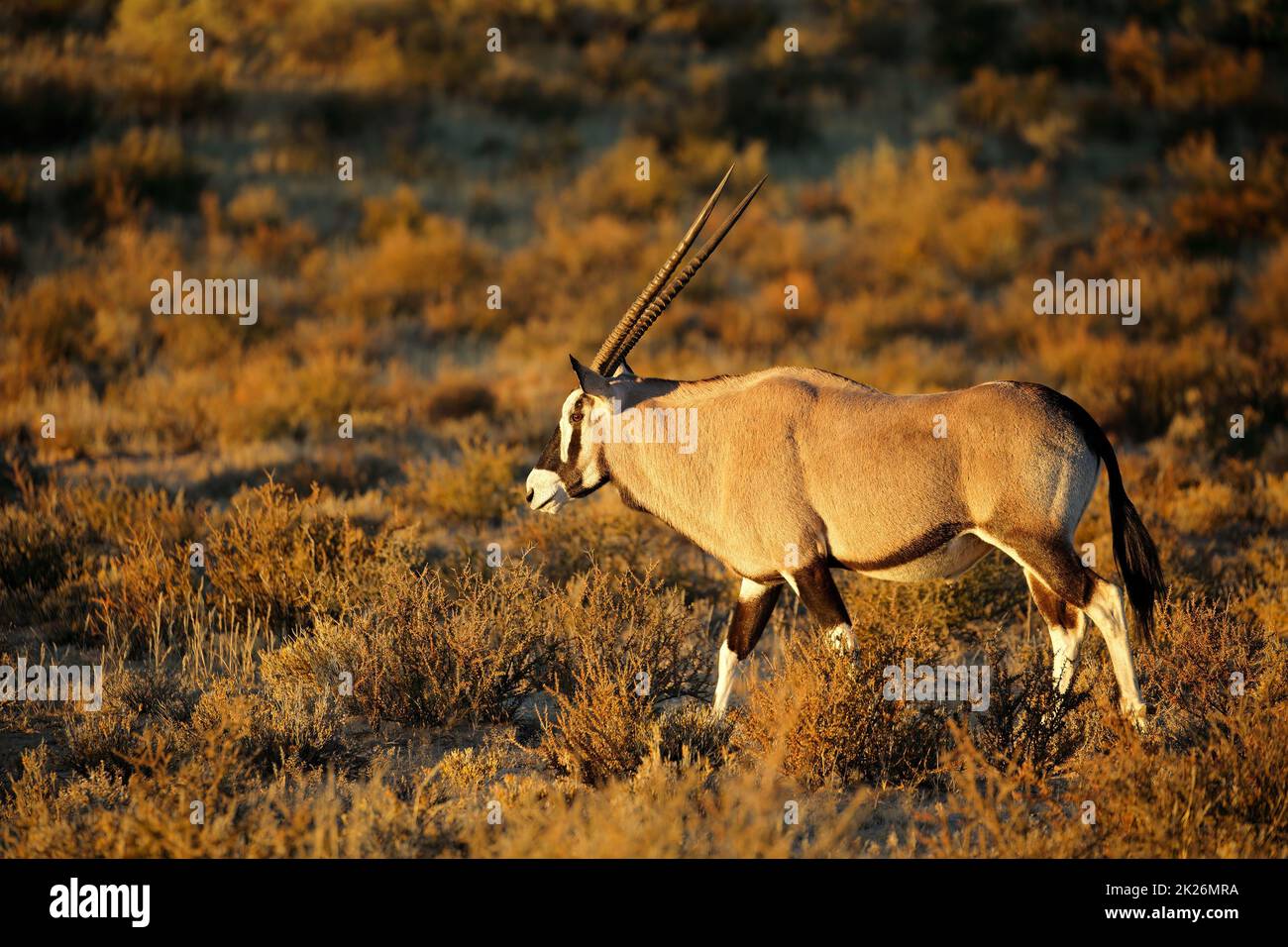 Habitat del deserto del kalahari immagini e fotografie stock ad alta ...