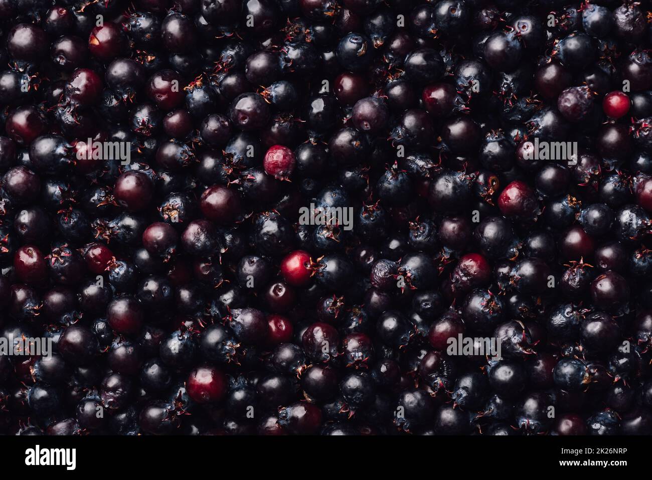 Amelanchier lamarckii fruits immagini e fotografie stock ad alta ...