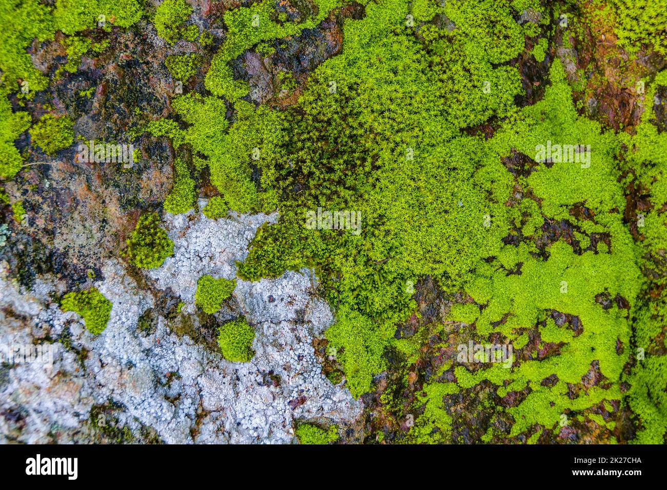 Moss texture immagini e fotografie stock ad alta risoluzione - Alamy