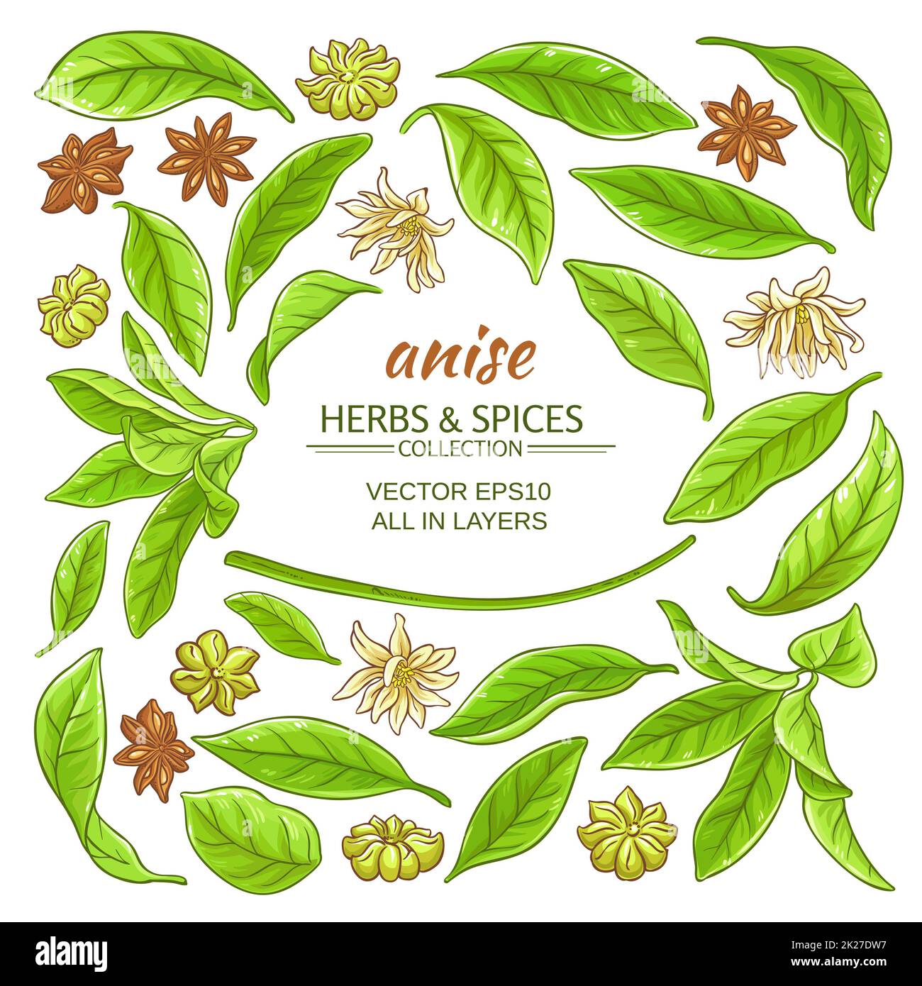 Pianta di anice immagini e fotografie stock ad alta risoluzione - Alamy