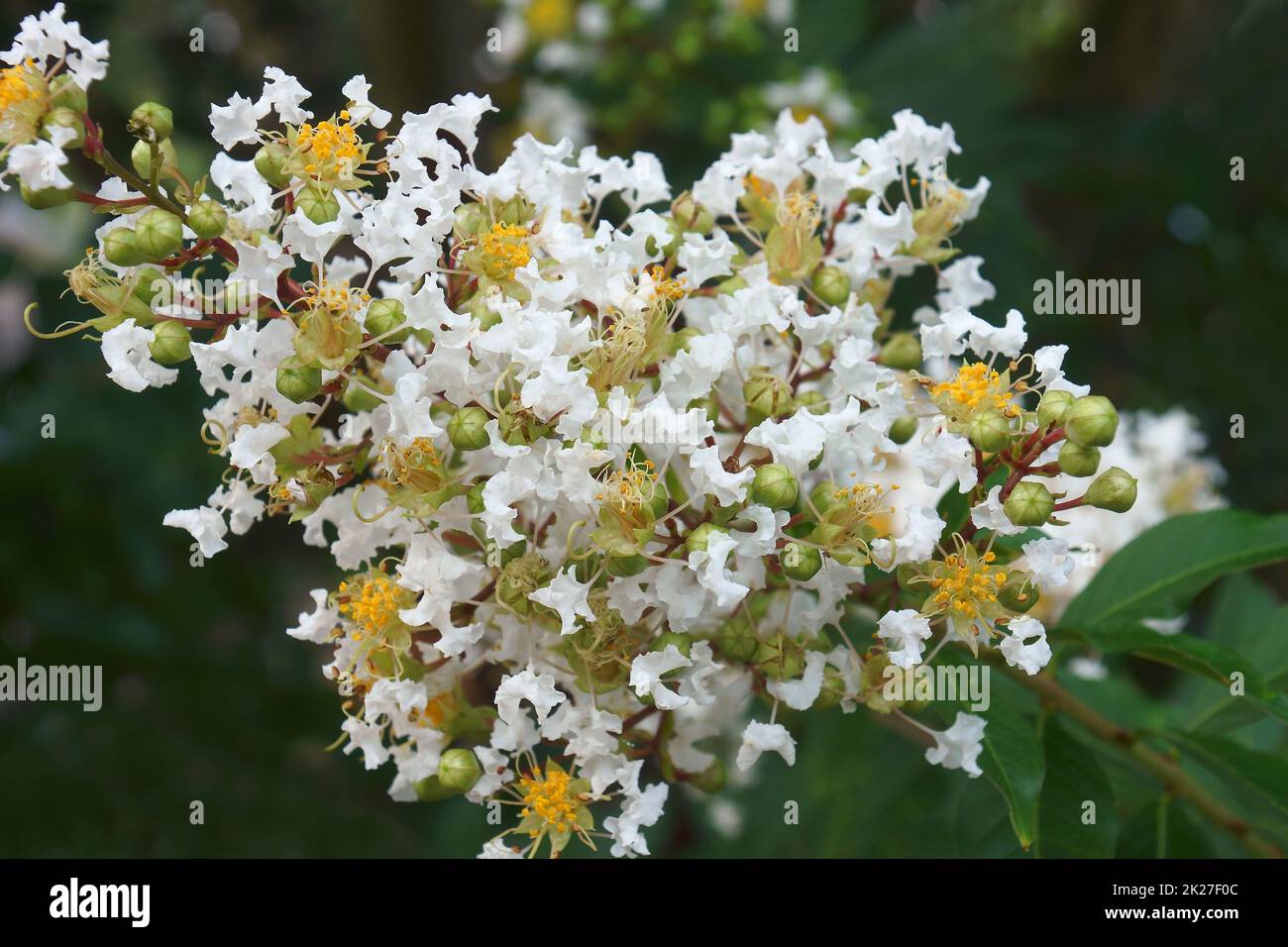 Crape myrtle tree lagerstroemia indica immagini e fotografie stock ad ...