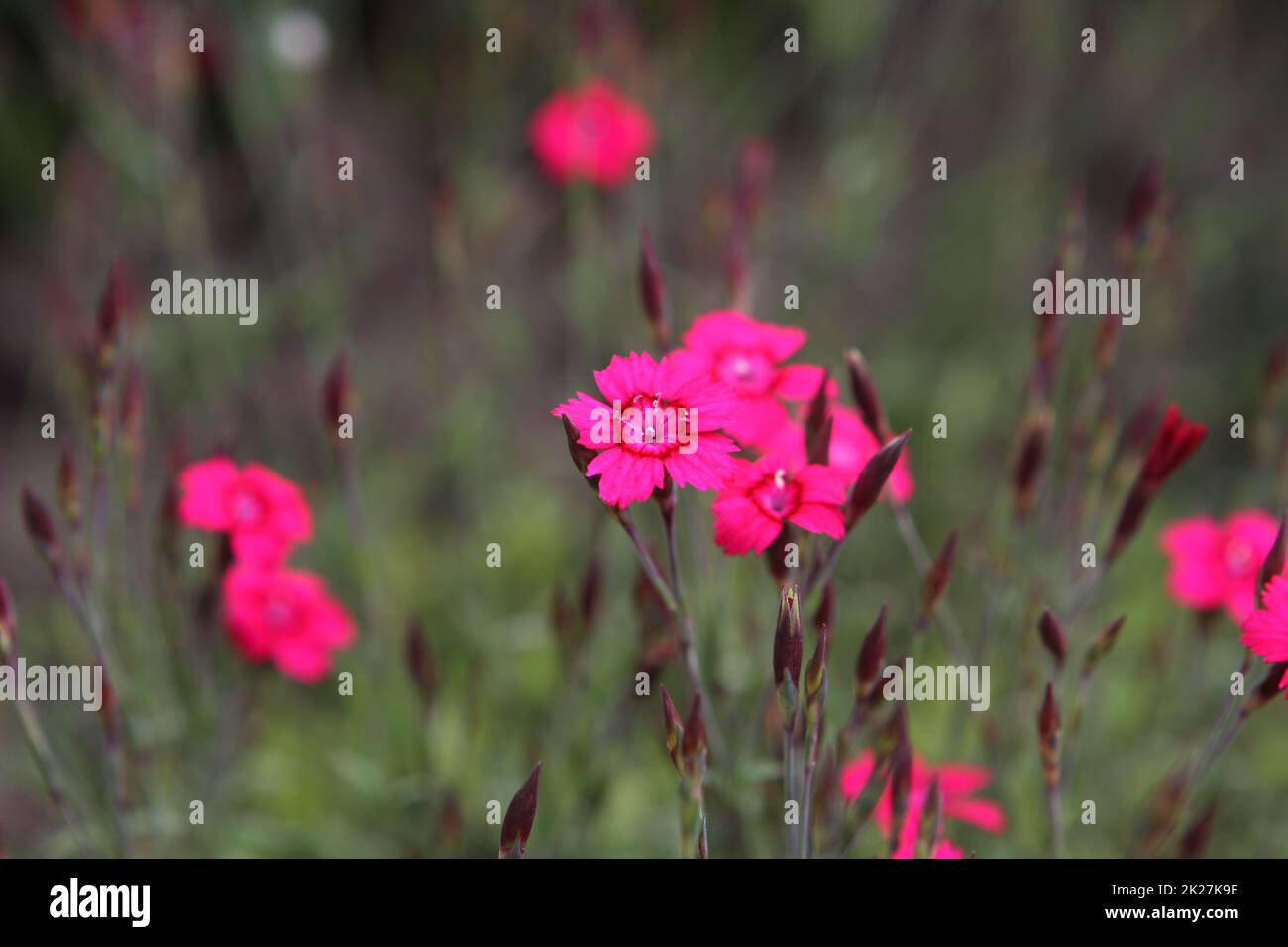 Rosa garofano turco immagini e fotografie stock ad alta risoluzione - Alamy