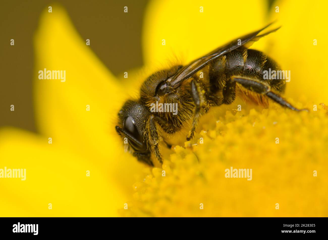 Ape nera immagini e fotografie stock ad alta risoluzione - Alamy