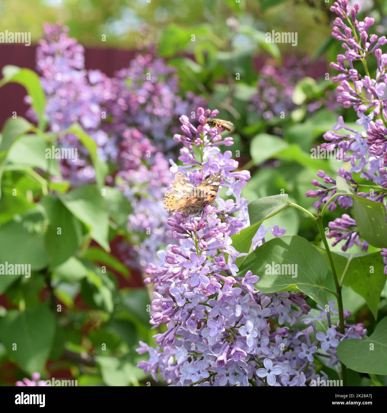Rash close up immagini e fotografie stock ad alta risoluzione - Alamy