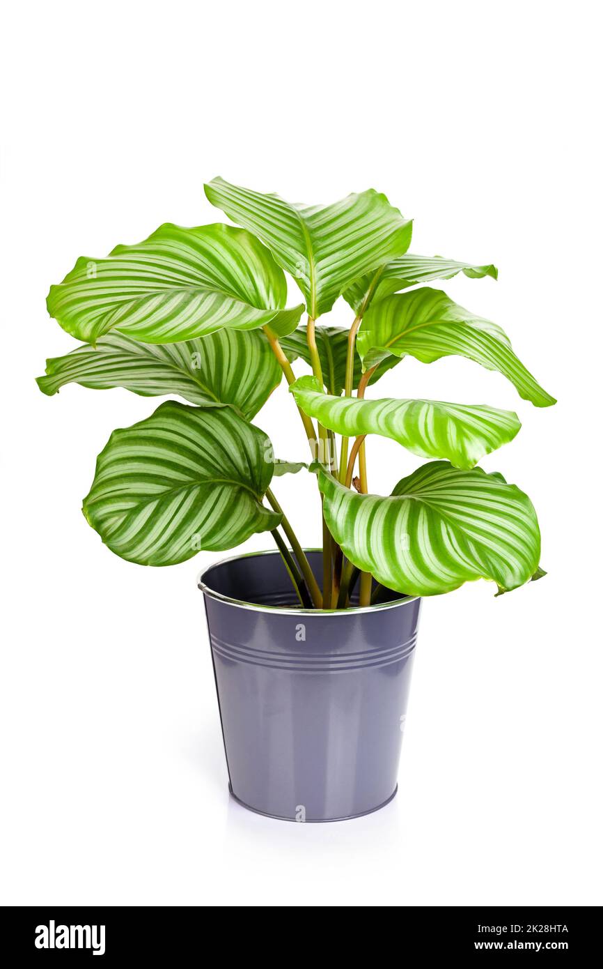 Pianta di preghiera di calathea orbifolia immagini e fotografie stock ...