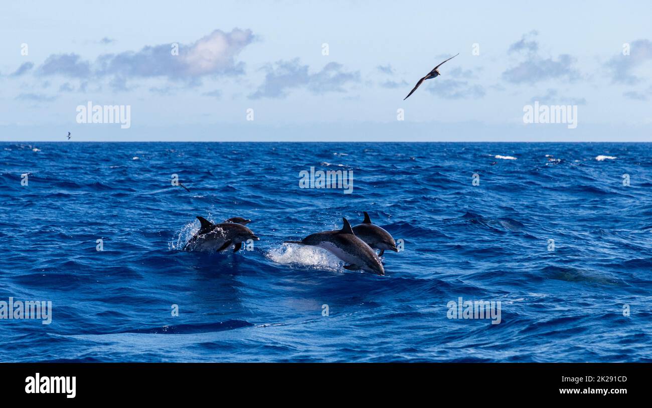 Delfino maculato atlantico immagini e fotografie stock ad alta risoluzione - Alamy