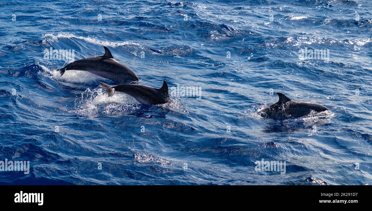 Delfino comune con naso a bottiglia immagini e fotografie stock ad alta ...