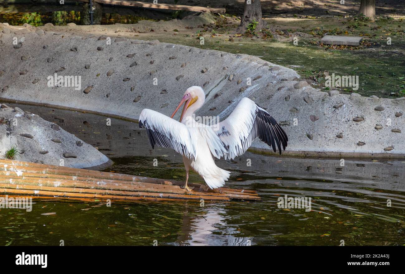 Pellicano con piume rosa immagini e fotografie stock ad alta ...