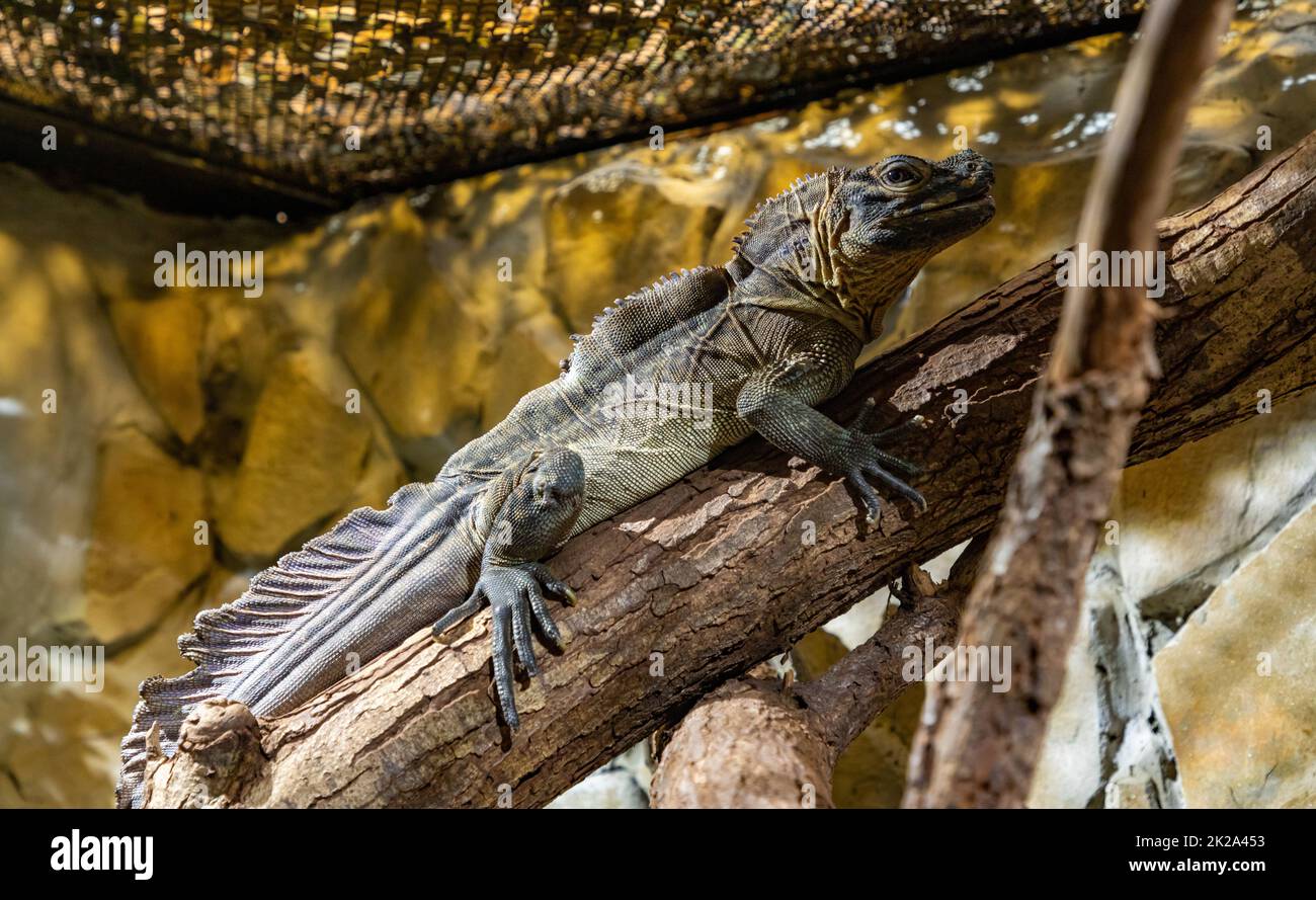 Philippine sailfin lizard immagini e fotografie stock ad alta ...
