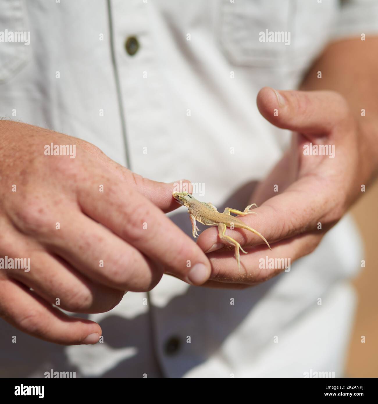 Uomo che trattiene gli animali immagini e fotografie stock ad alta ...