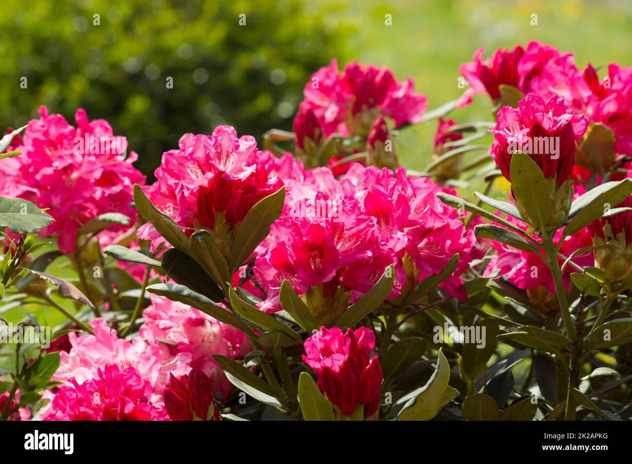 Rododendro in giardino immagini e fotografie stock ad alta risoluzione - Alamy