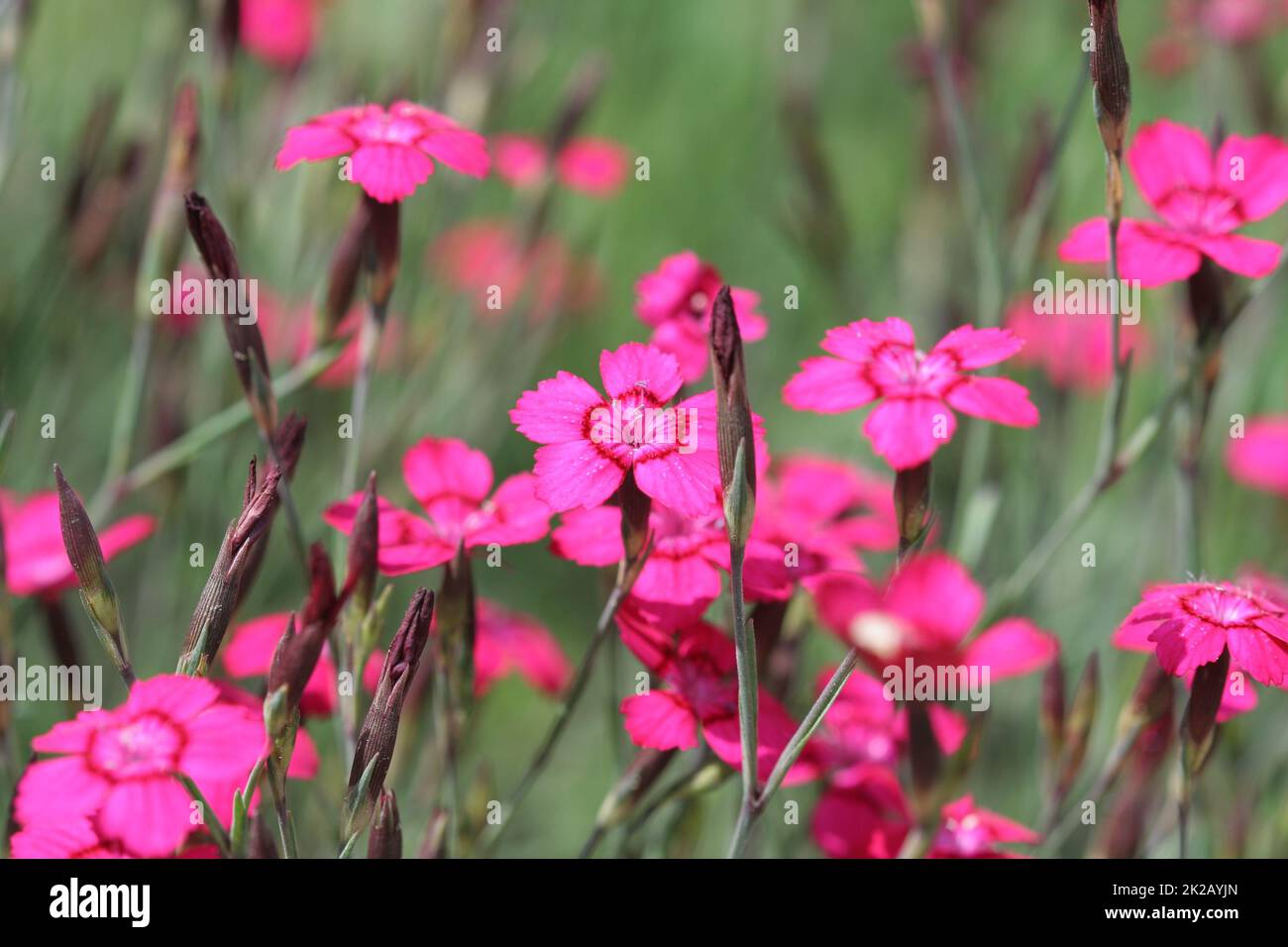 Rosa garofano turco immagini e fotografie stock ad alta risoluzione - Alamy
