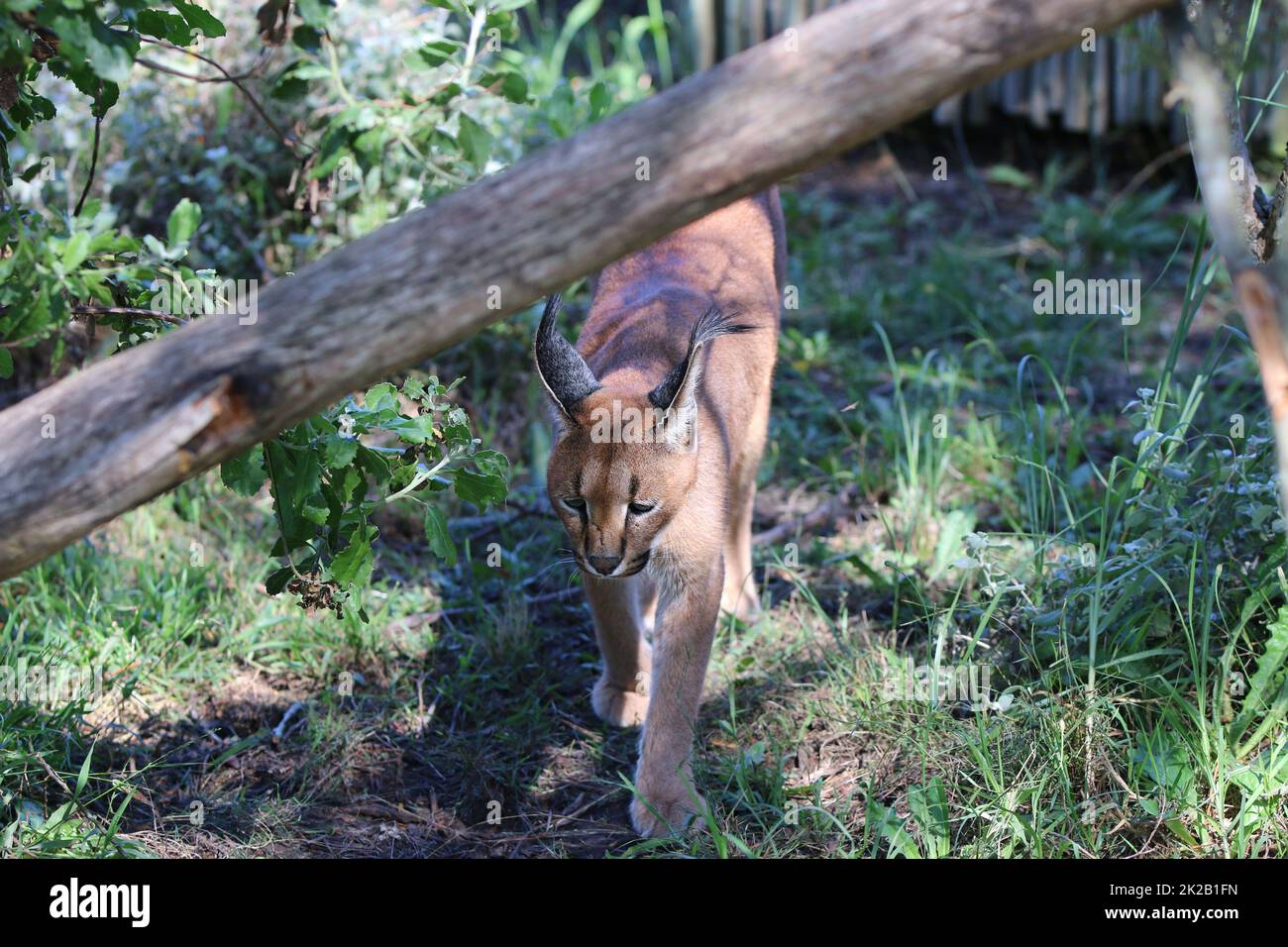 Caracal lynx immagini e fotografie stock ad alta risoluzione - Alamy