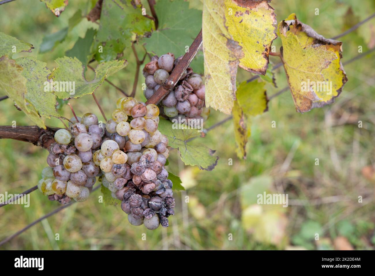Muffa pericolosa immagini e fotografie stock ad alta risoluzione - Alamy