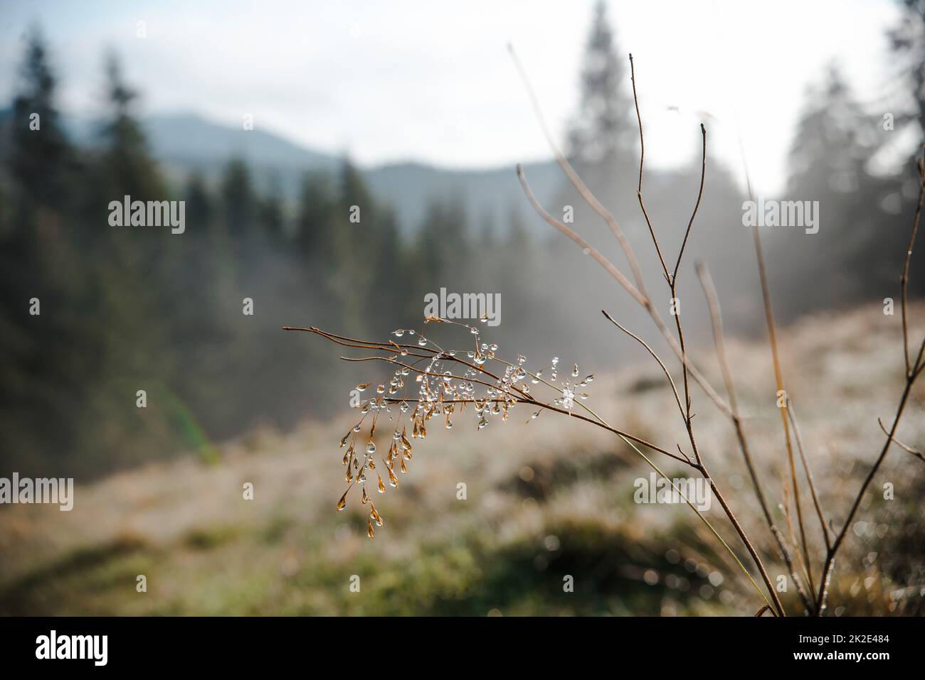 Rugiada di montagna immagini e fotografie stock ad alta risoluzione - Alamy
