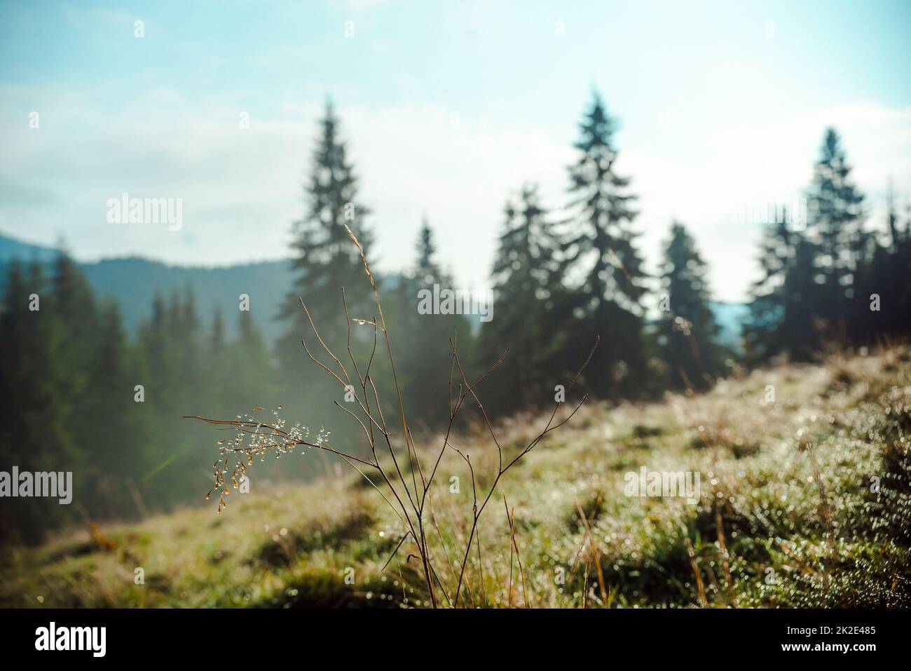 Rugiada di montagna immagini e fotografie stock ad alta risoluzione - Alamy