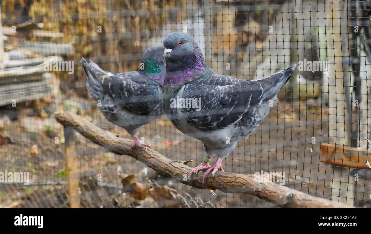 Allevare piccioni immagini e fotografie stock ad alta risoluzione - Alamy