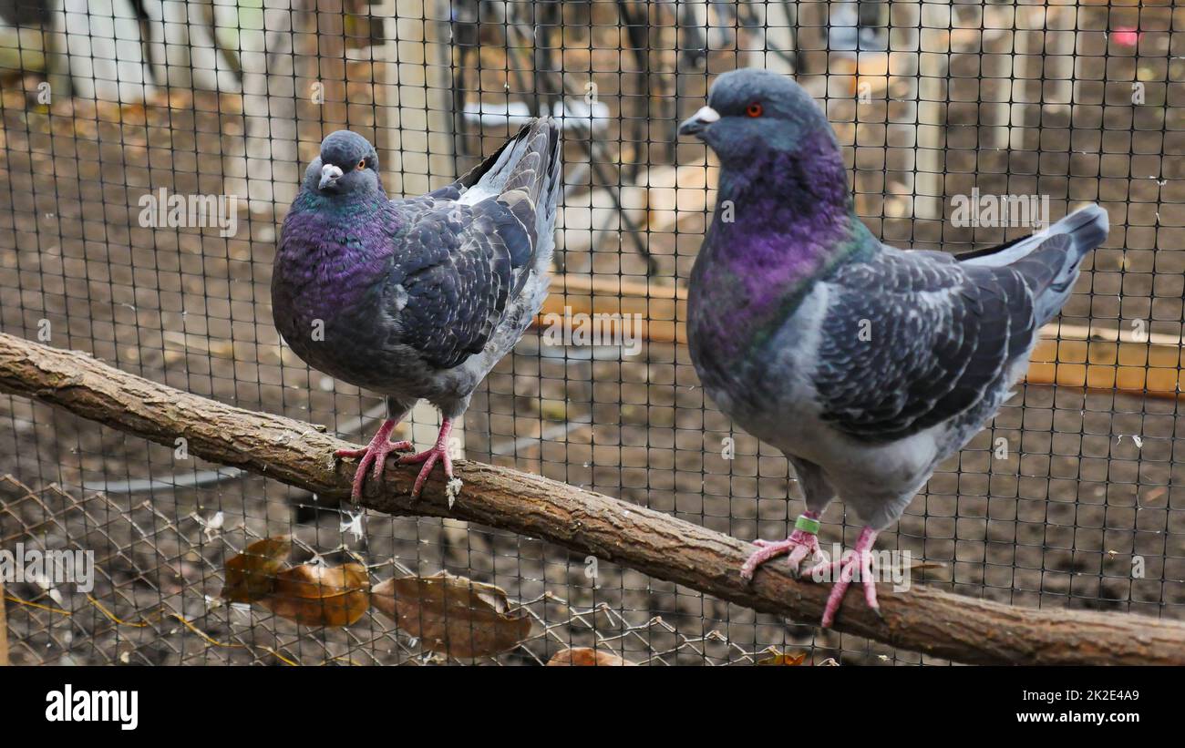 Allevare piccioni immagini e fotografie stock ad alta risoluzione - Alamy