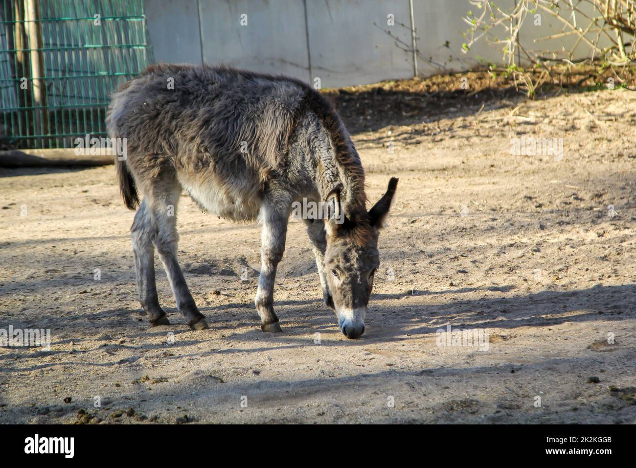 Asino animale grecia immagini e fotografie stock ad alta risoluzione ...