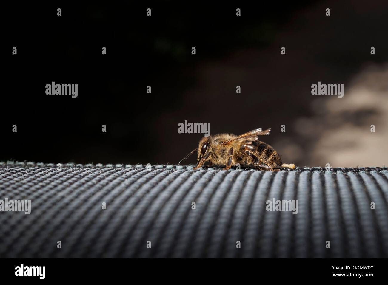 Ape apiformes o anthophila immagini e fotografie stock ad alta ...