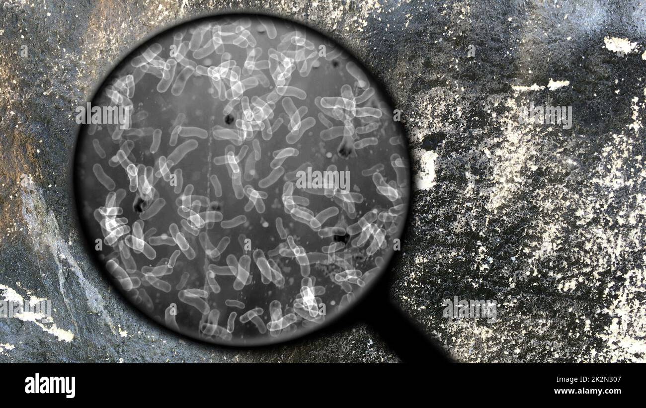 Batterio del suolo immagini e fotografie stock ad alta risoluzione - Alamy