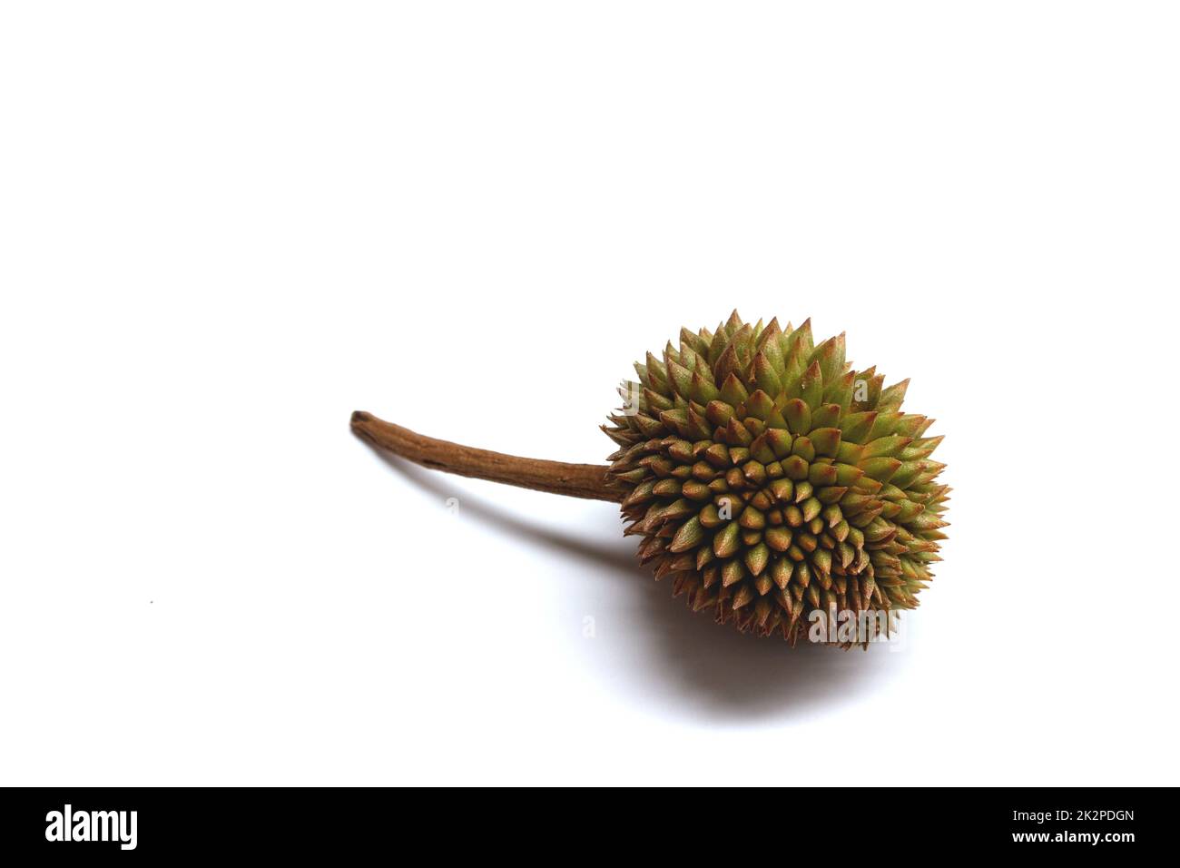 Fresco durian Immagini senza sfondo e Foto Stock ritagliate - Alamy