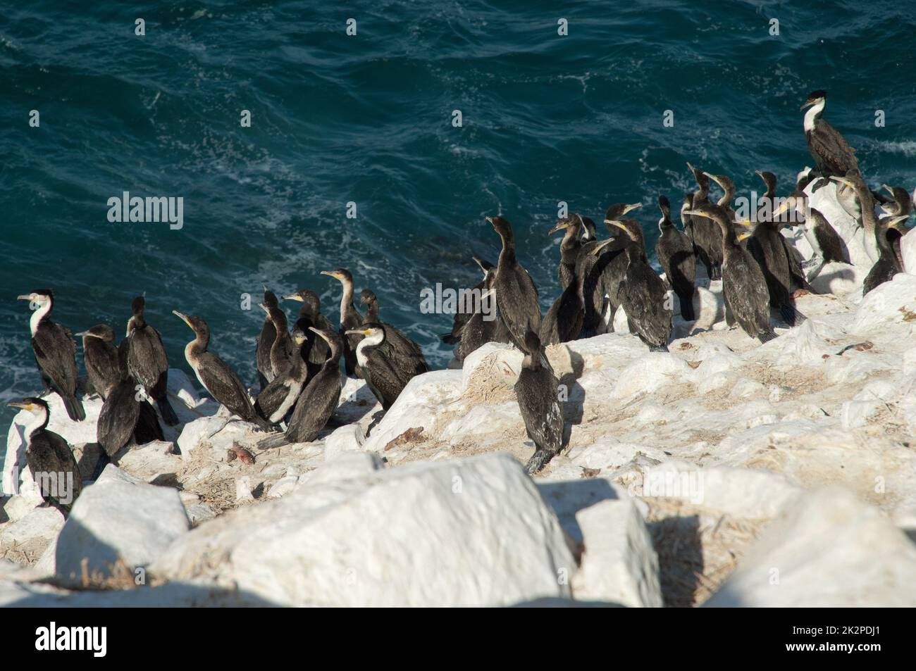 I cormorani si affollano immagini e fotografie stock ad alta ...