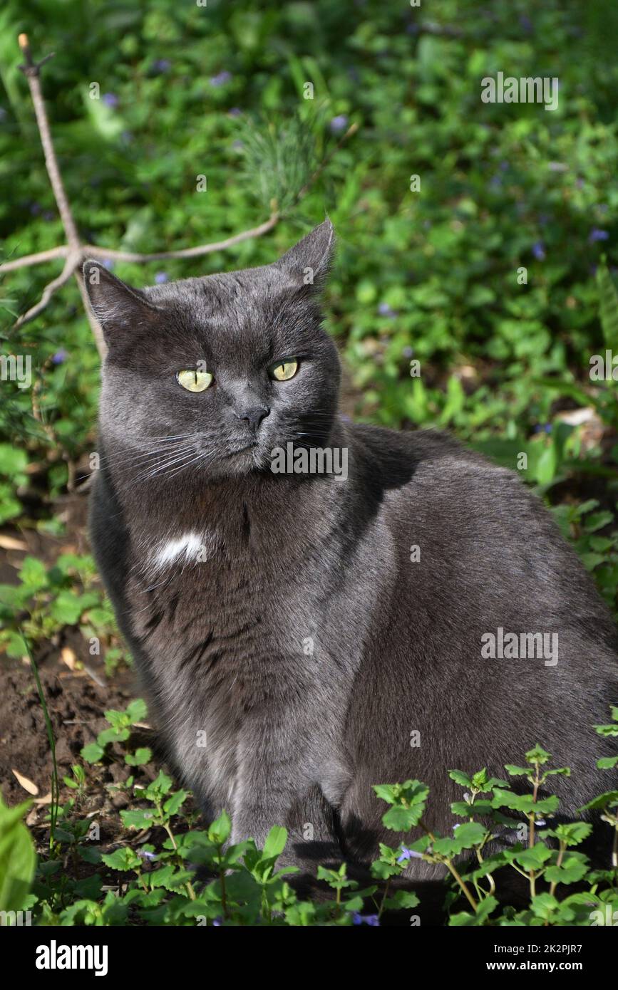 Gatto cartesiano immagini e fotografie stock ad alta risoluzione - Alamy