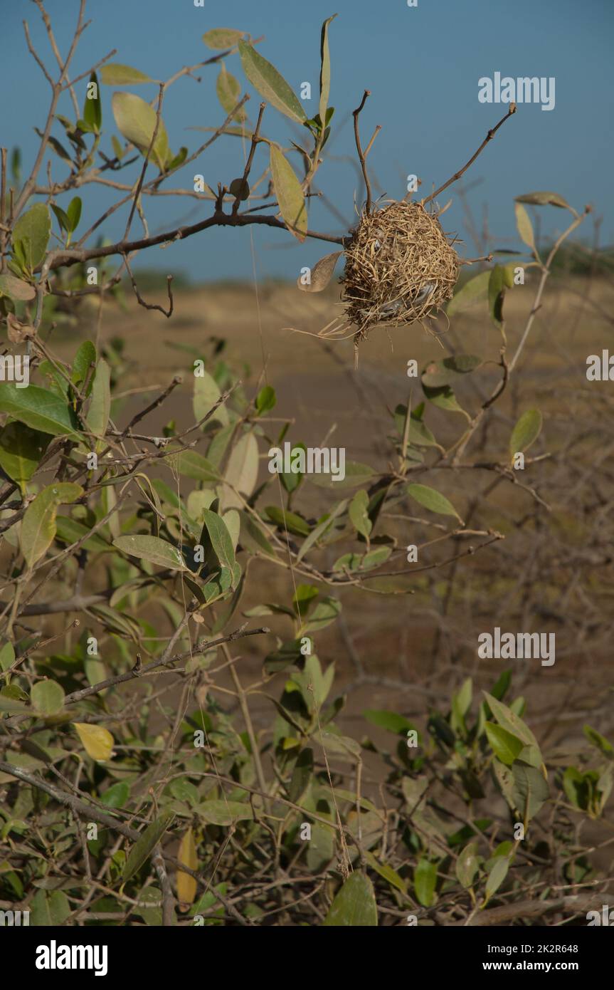 Tessitore sul nido immagini e fotografie stock ad alta risoluzione - Alamy