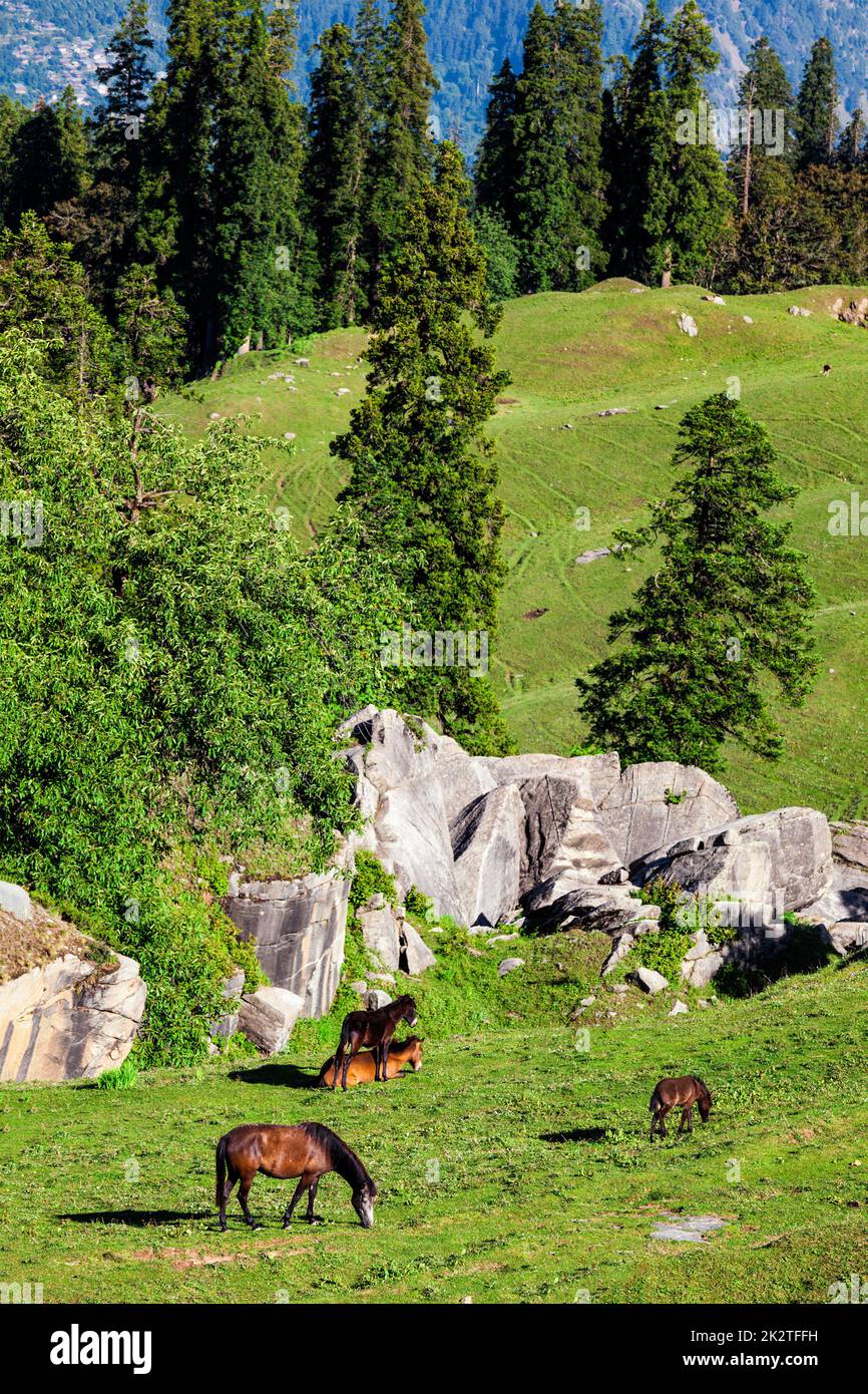 Pascolo delle montagne immagini e fotografie stock ad alta risoluzione ...