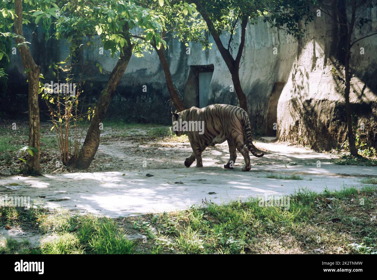 Una tigre bengala (Panthera tigris tigris) in uno zoo. E 'tra i più ...