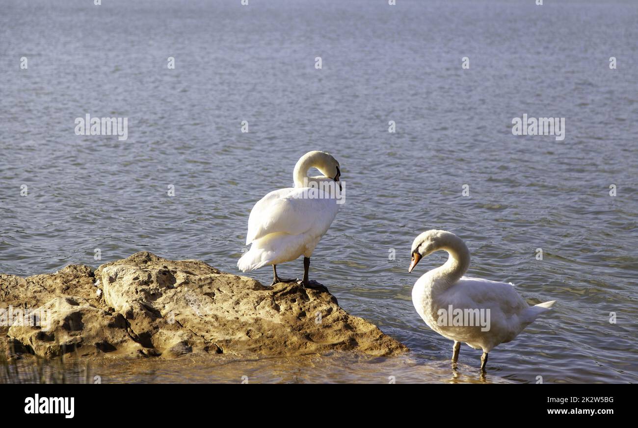 Cigno e anatra insieme immagini e fotografie stock ad alta risoluzione ...