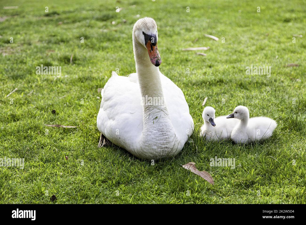 Cigno e anatra insieme immagini e fotografie stock ad alta risoluzione ...