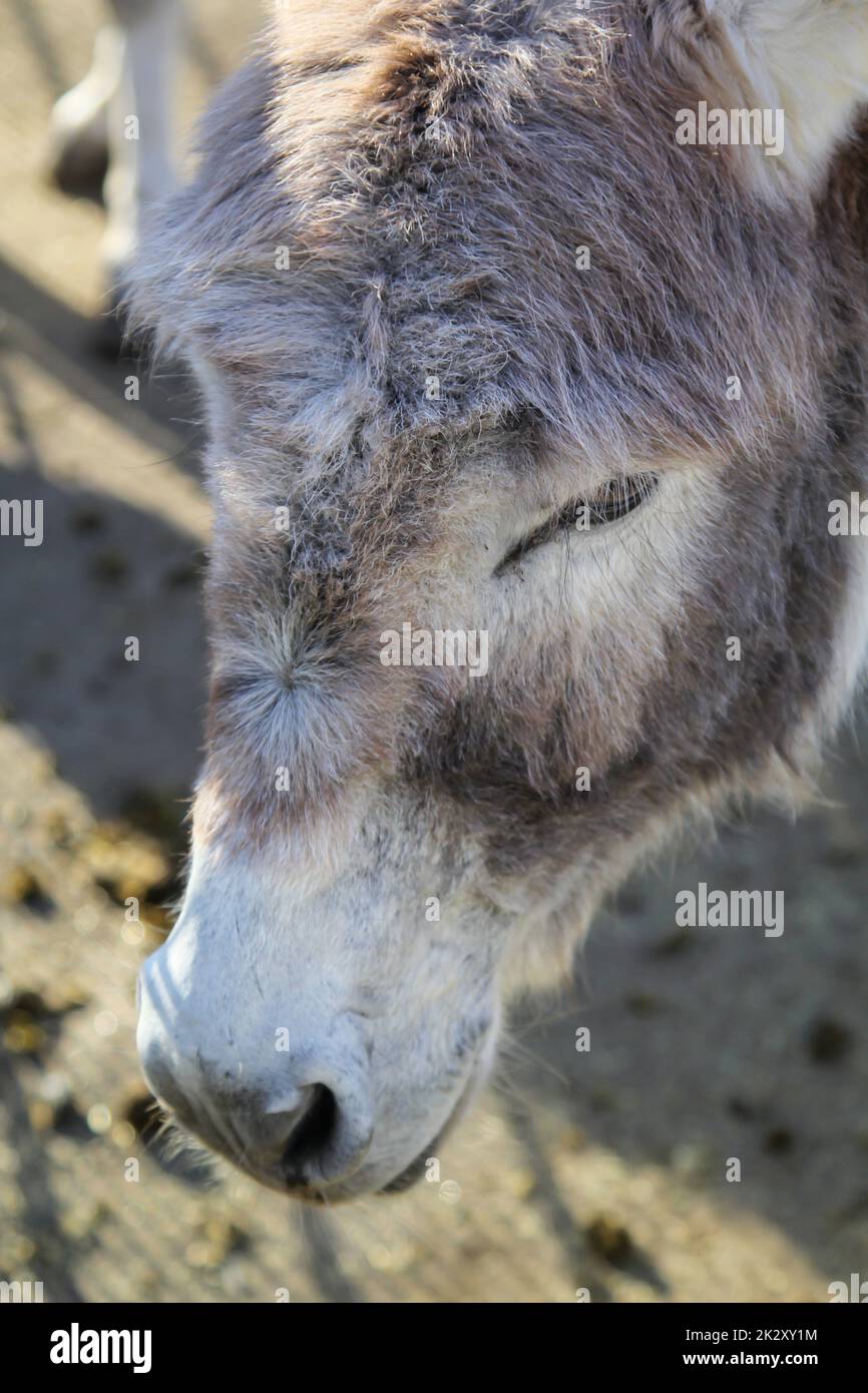 Asino animale grecia immagini e fotografie stock ad alta risoluzione ...