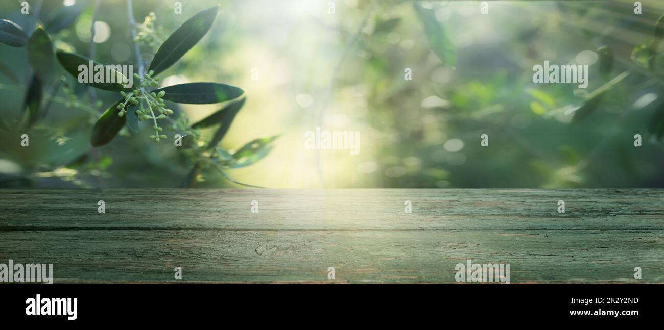 Rami d'ulivo immagini e fotografie stock ad alta risoluzione - Alamy