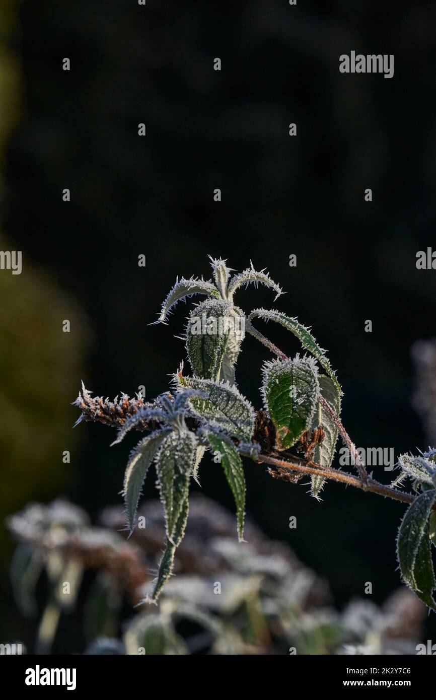 La brina, anche la brina, la brina radioattiva o la pruina, sono ...