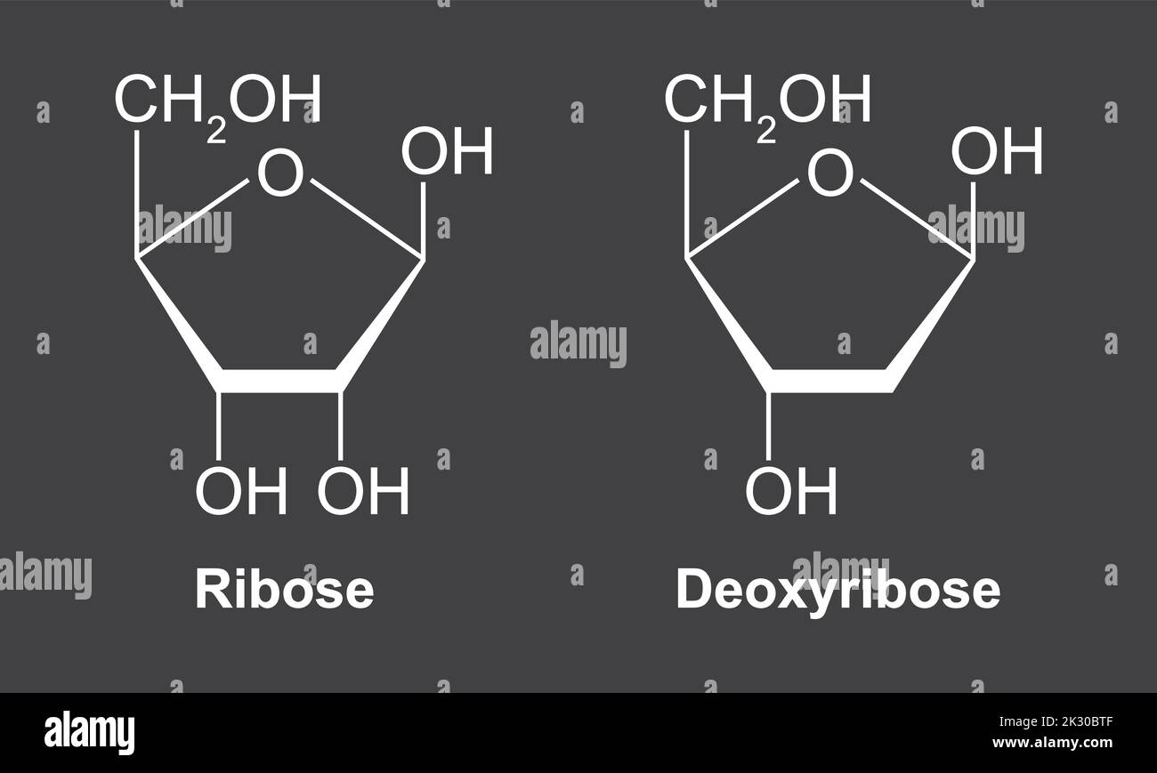 Diagramma Del Ribosio