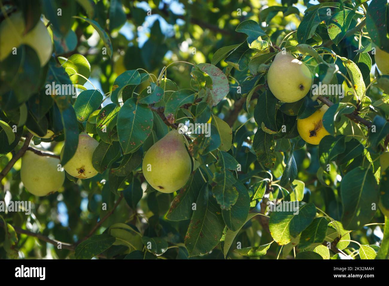 Pere sui rami immagini e fotografie stock ad alta risoluzione - Alamy