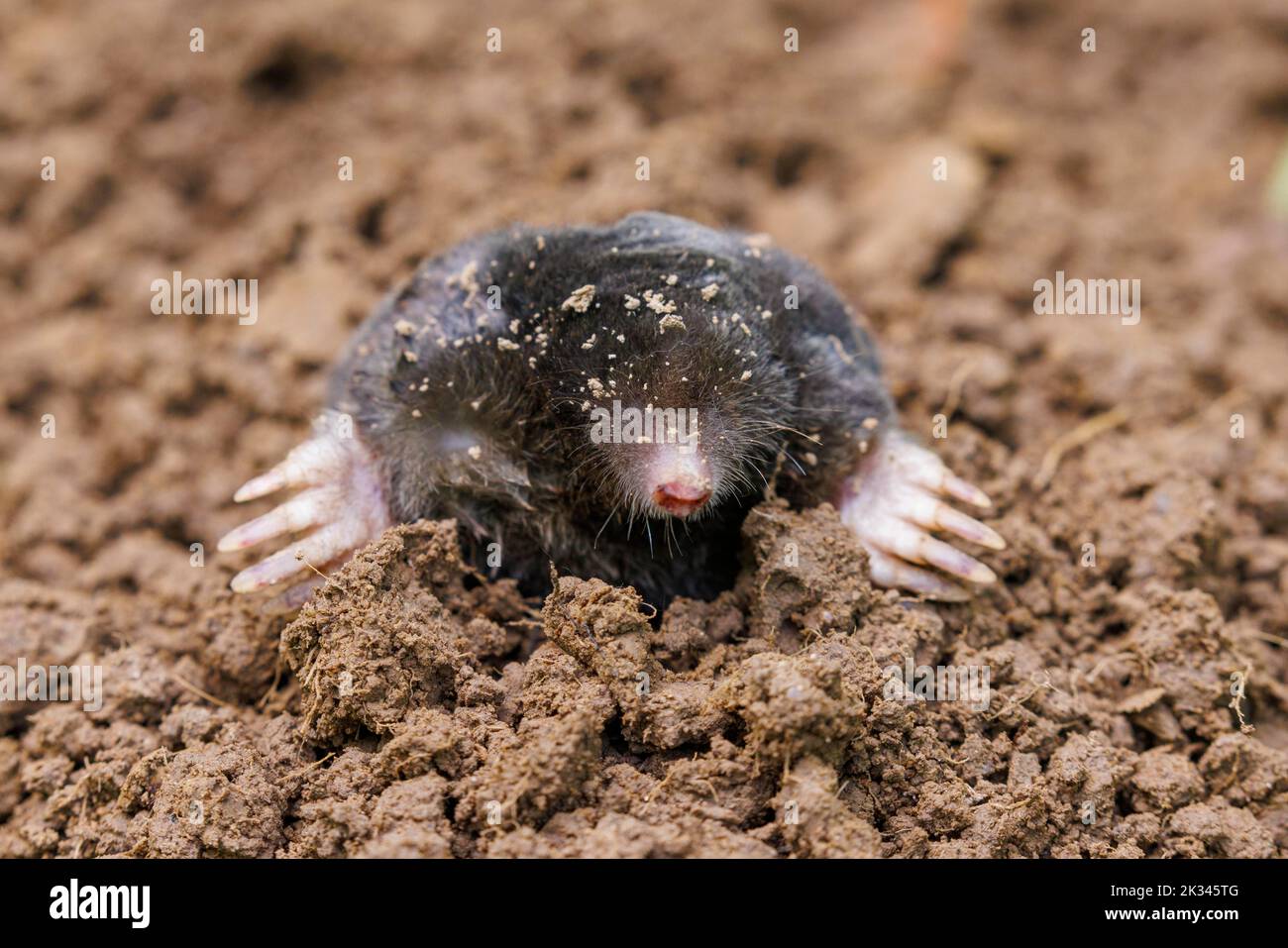 Talpa animale immagini e fotografie stock ad alta risoluzione - Alamy