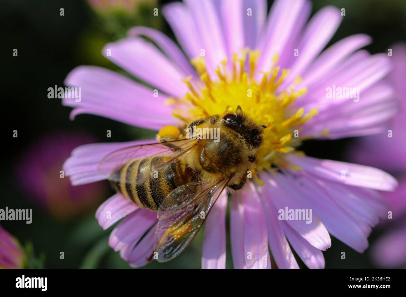 La vita dell'ape immagini e fotografie stock ad alta risoluzione - Alamy