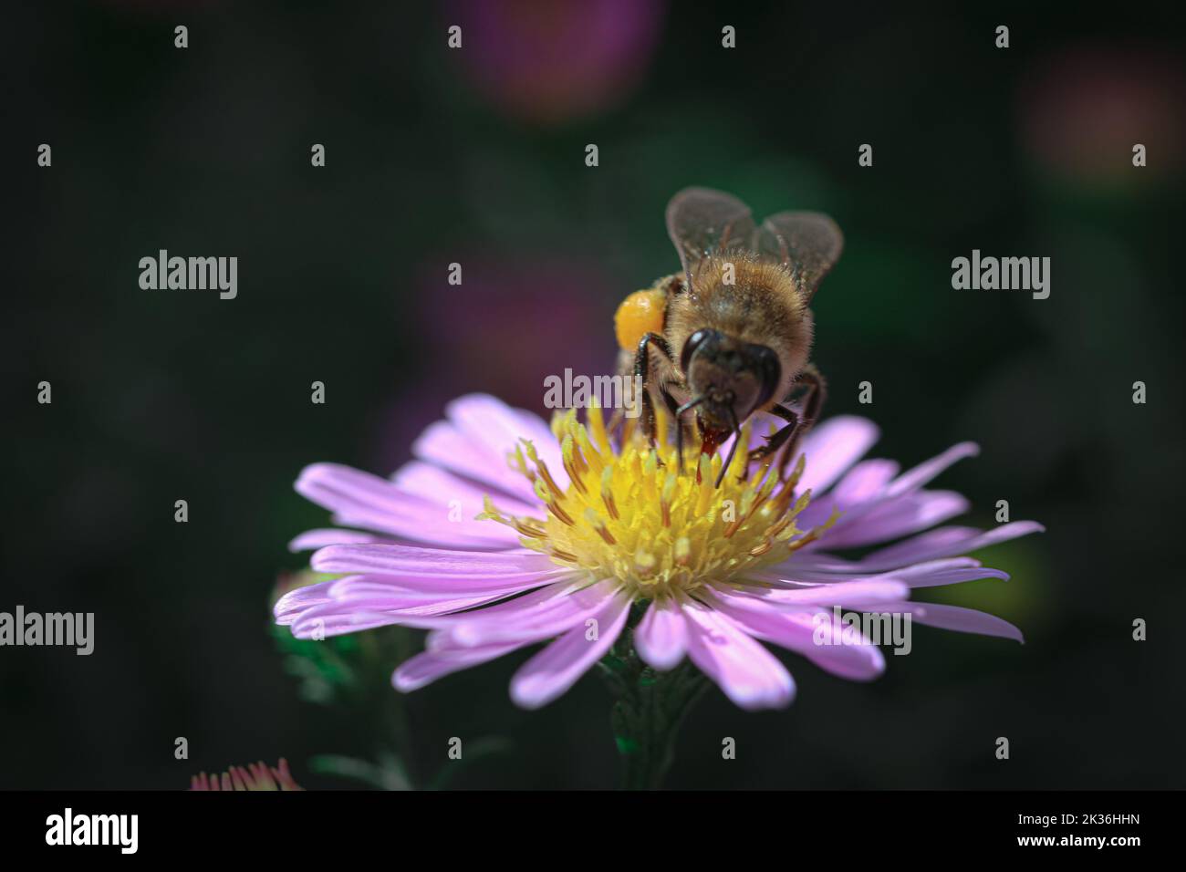 La vita dell'ape immagini e fotografie stock ad alta risoluzione - Alamy