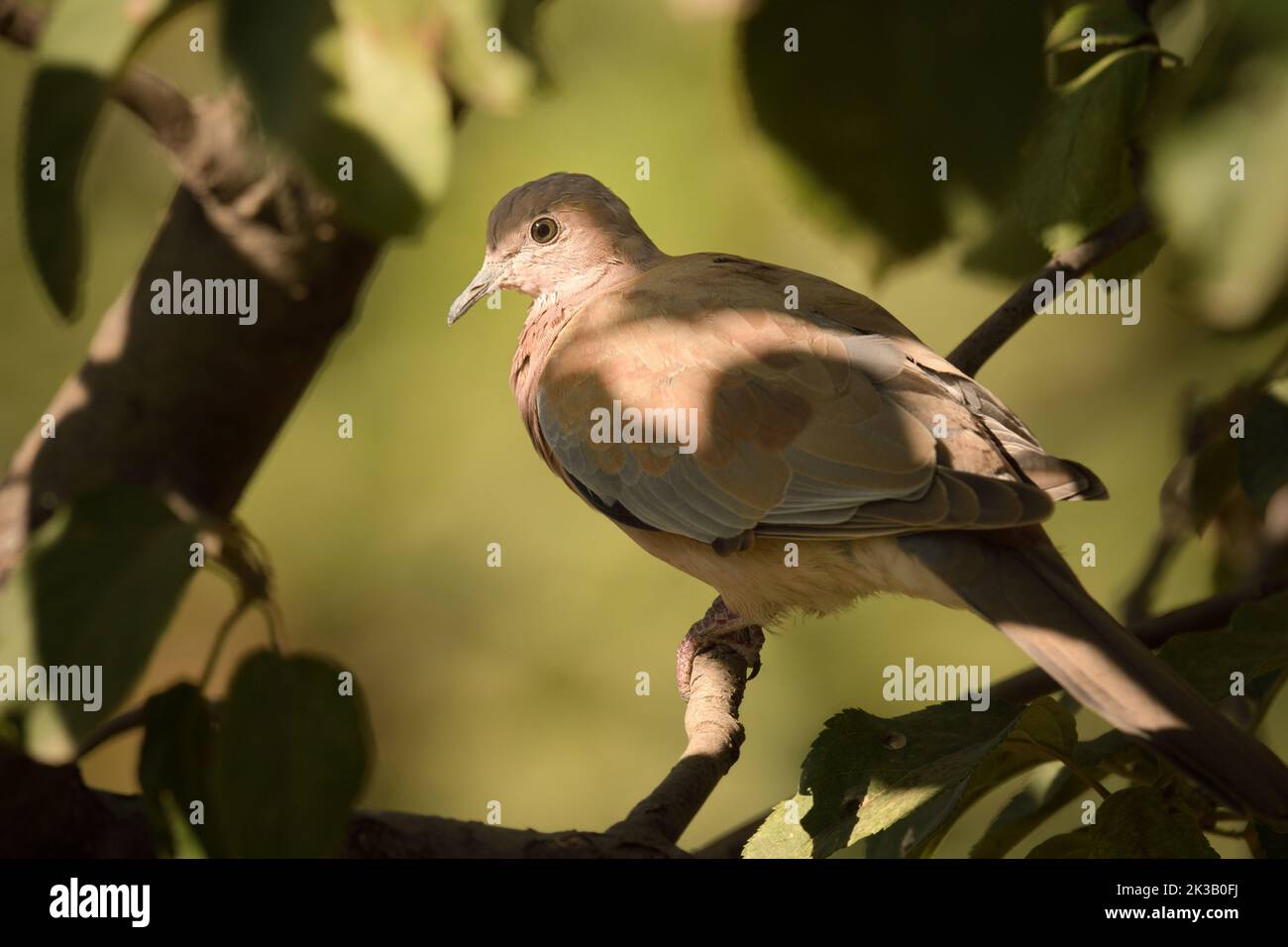 Colomba di palma immagini e fotografie stock ad alta risoluzione - Alamy